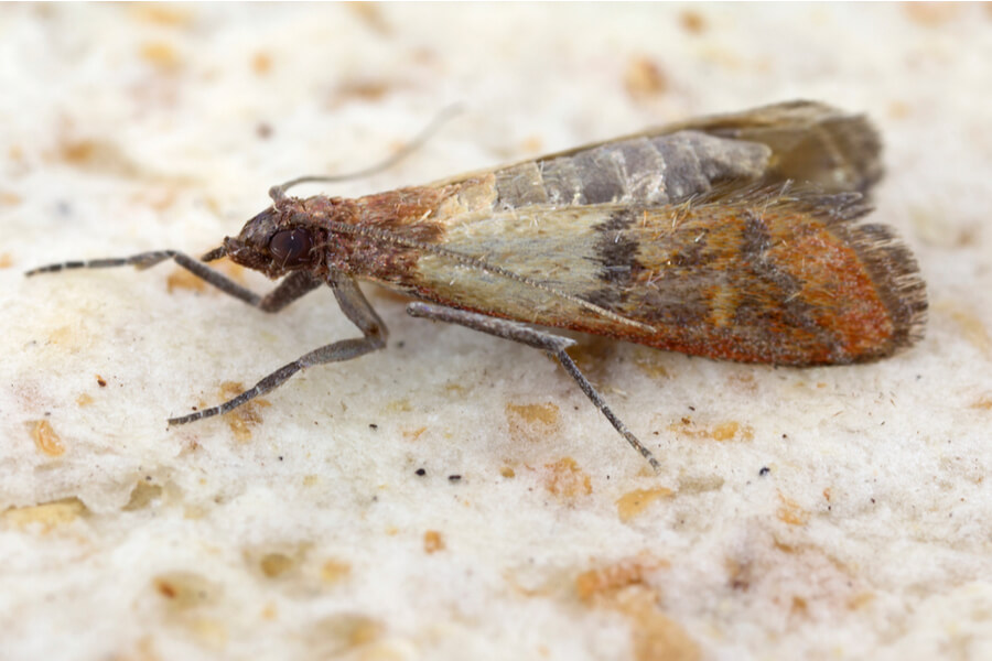Indian Meal Moths - Trap Tech Pest Control and Problem Animal Control